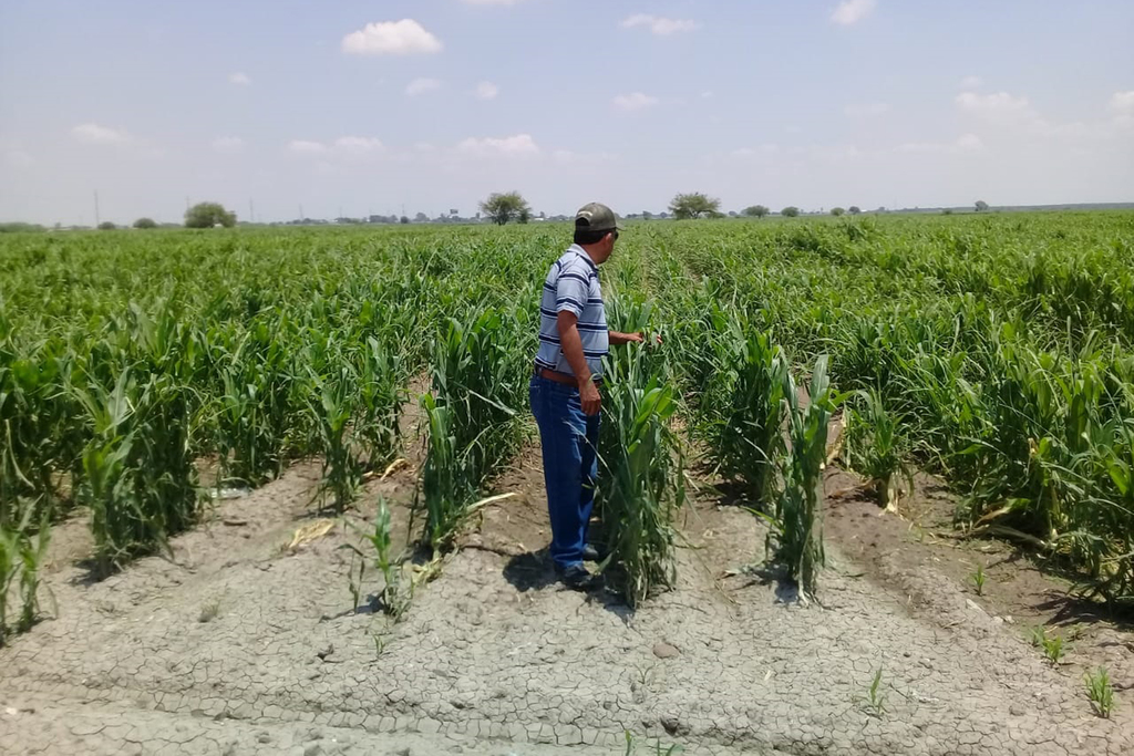 Caída De Granizo Deja Afectaciones En Cultivos